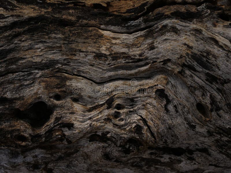 Dry Tree Texture. Tree Bark Background Texture Stock Photo - Image of ...