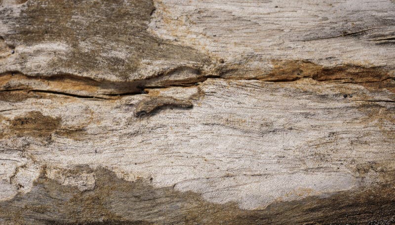 Dry Tree Texture. Tree Bark Background Texture Stock Image - Image of ...