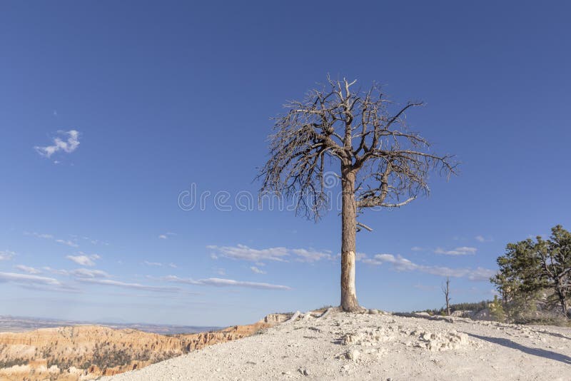 Dry Tree at the Top of a Cliff in the Bryce Canyon National Park Stock ...