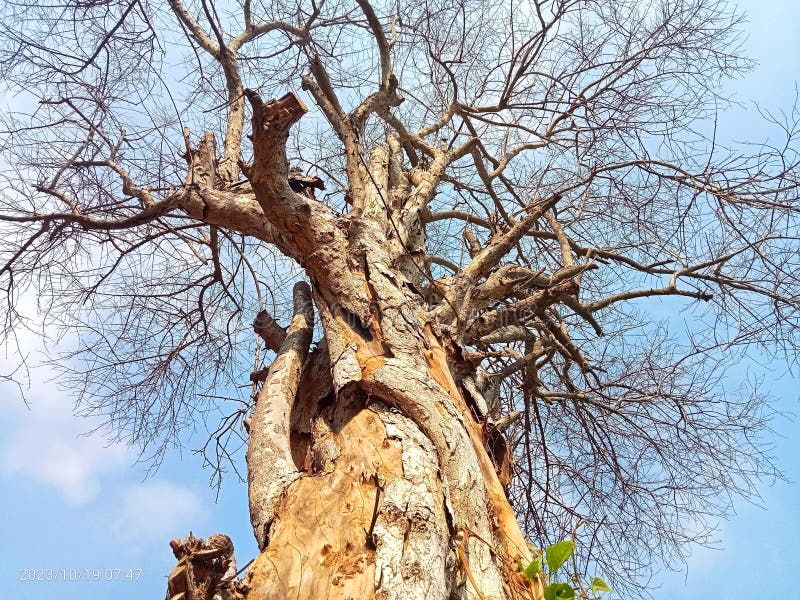 A Dry Tree that Towers High and Still Stands Strong Stock Image - Image ...