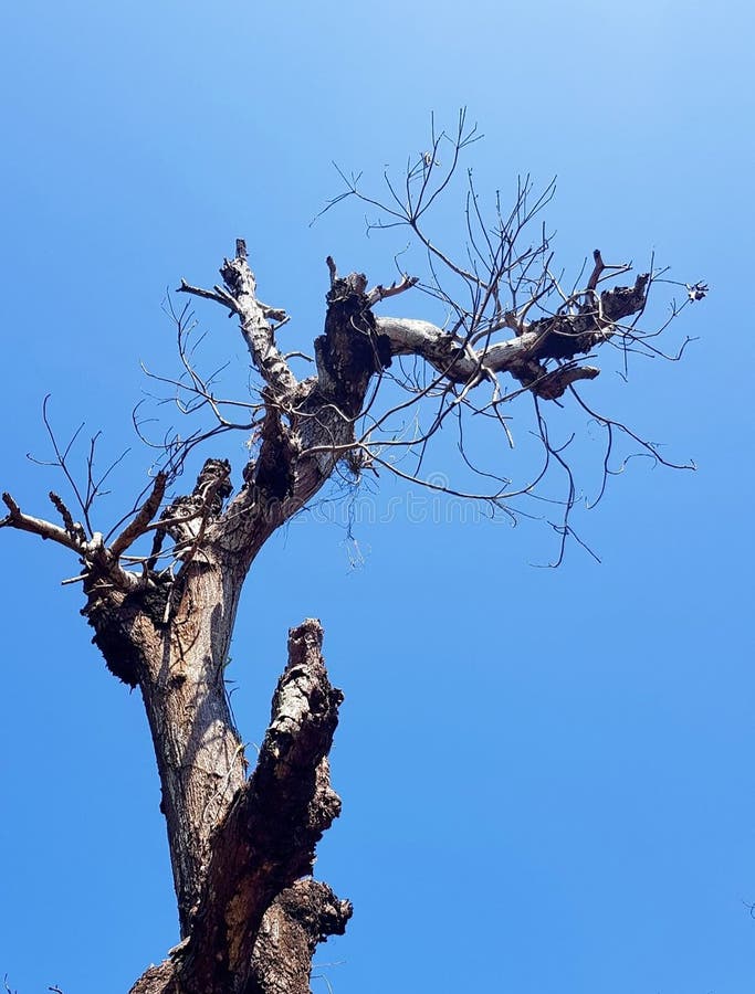 Dry Tree stock image. Image of spring, branch, plant - 276170771
