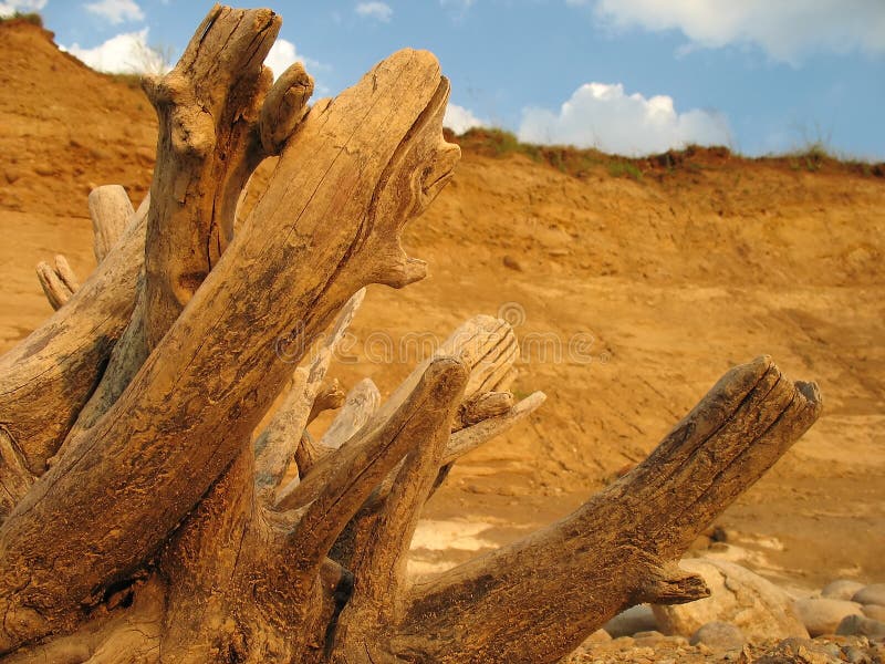 Dry tree trunk stock photo. Image of dead, wood, bole - 5567120