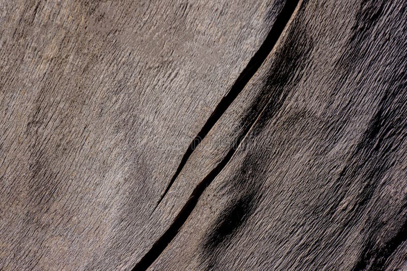 Dry Tree Trunk with Cracks stock photo. Image of detailed - 225857950