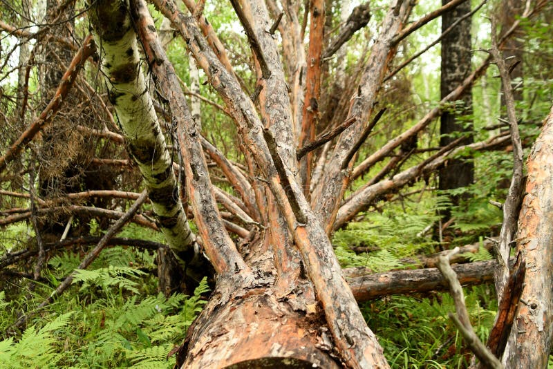 Dry Tree Trunk in the Forest Stock Image - Image of forest, coniferous ...