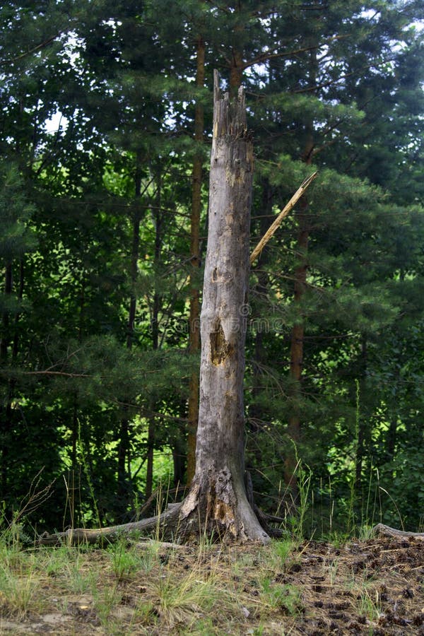 Dry Tree Trunk. Forest Landscape Stock Image - Image of season, jungle ...