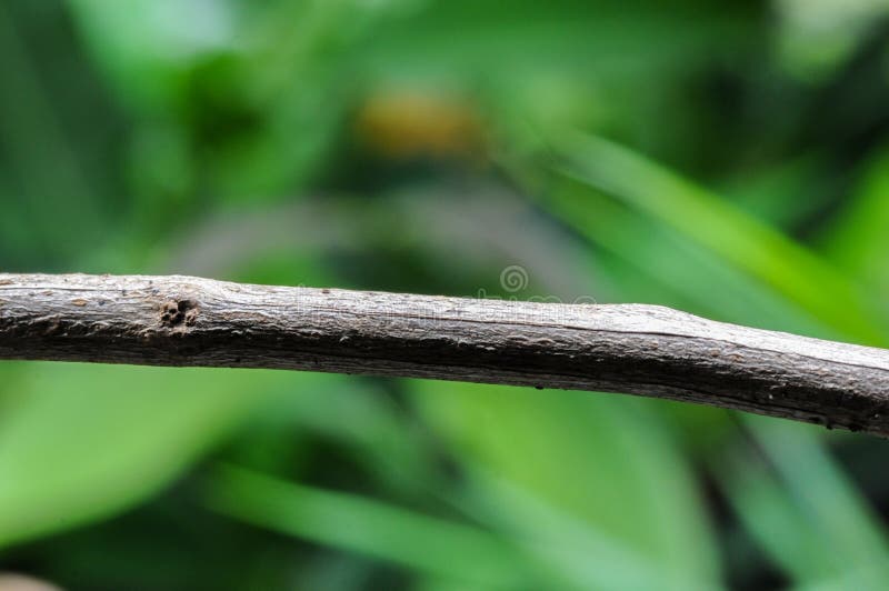 Dry Tree Trunk with Green Leaf Background Stock Image - Image of nature ...