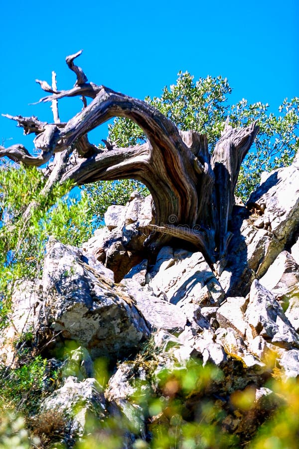 Dry tree trunk stock image. Image of mount, tree, branches - 171337435