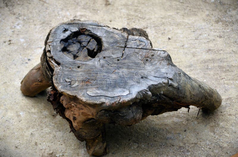 Tree Trunk with Roots As Support in the Yard Stock Photo - Image of ...