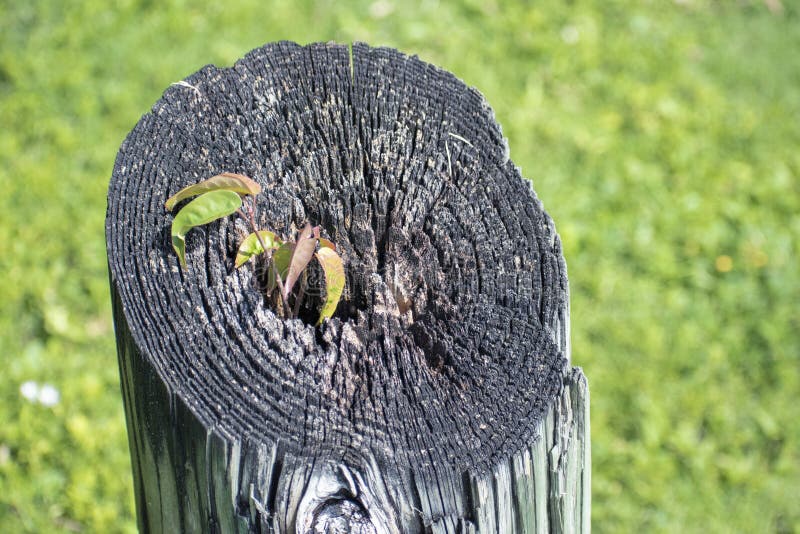 Dry Tree Trunk with a Sapling of a New Tree Stock Image - Image of ...
