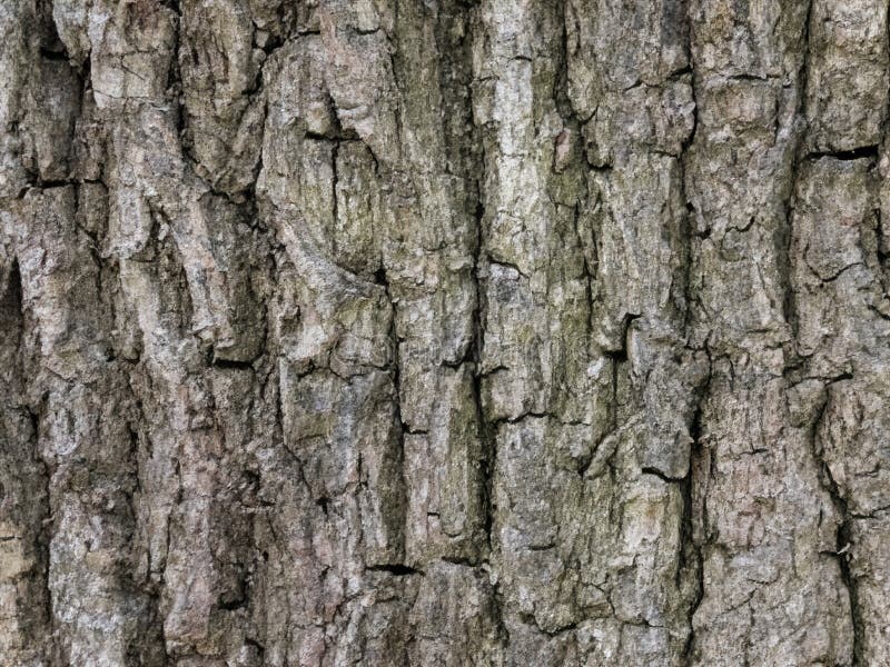 Dry tree trunk texture stock photo. Image of lumber - 295004876