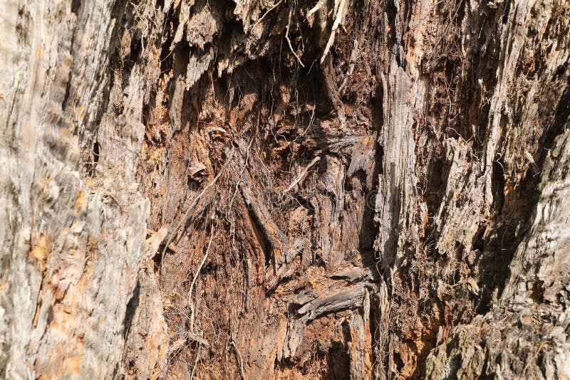 Dry Tree Trunk Texture in Nature Stock Image - Image of branch, rural ...