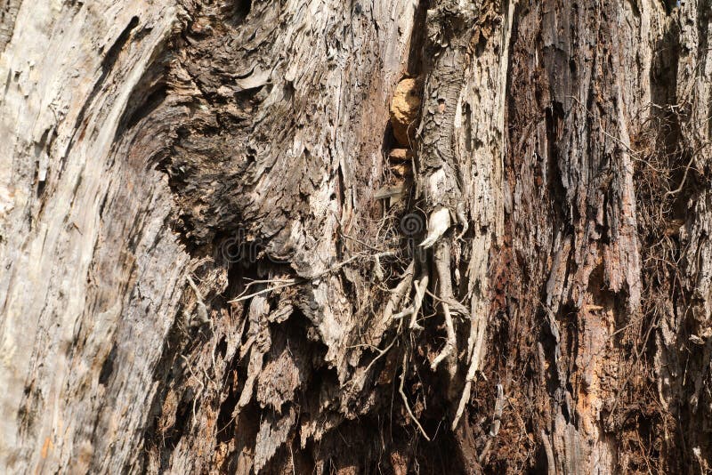 Dry Tree Trunk Texture in Nature Stock Image - Image of trunk, park ...