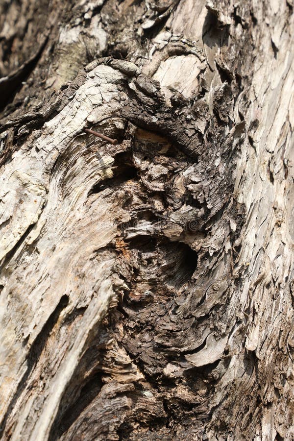 Dry Tree Trunk Texture in Nature Stock Image - Image of pattern, nature ...