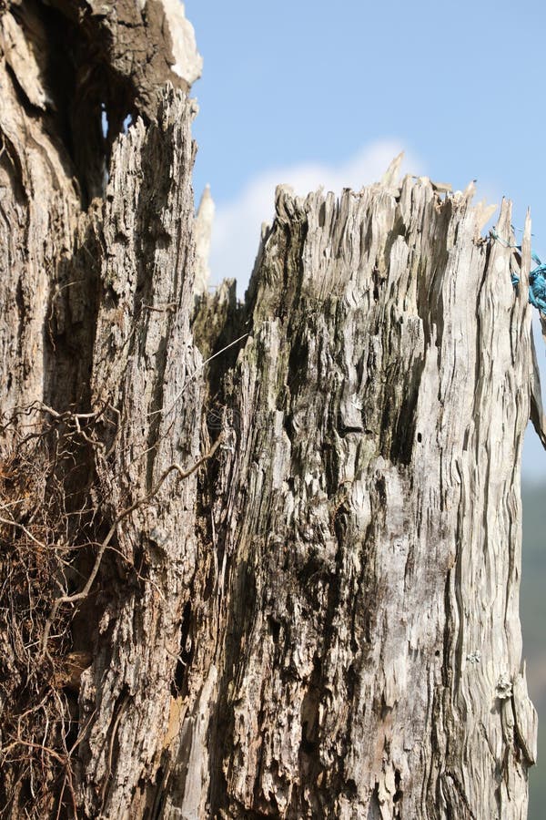Dry Tree Trunk Texture in Nature Stock Photo - Image of branch, shadow ...