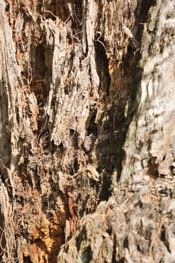 Dry Tree Trunk Texture in Nature Stock Photo - Image of shape, location ...