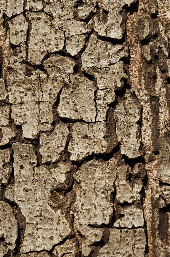 Dry Tree Trunk Texture in Nature Stock Photo - Image of beach, frost ...