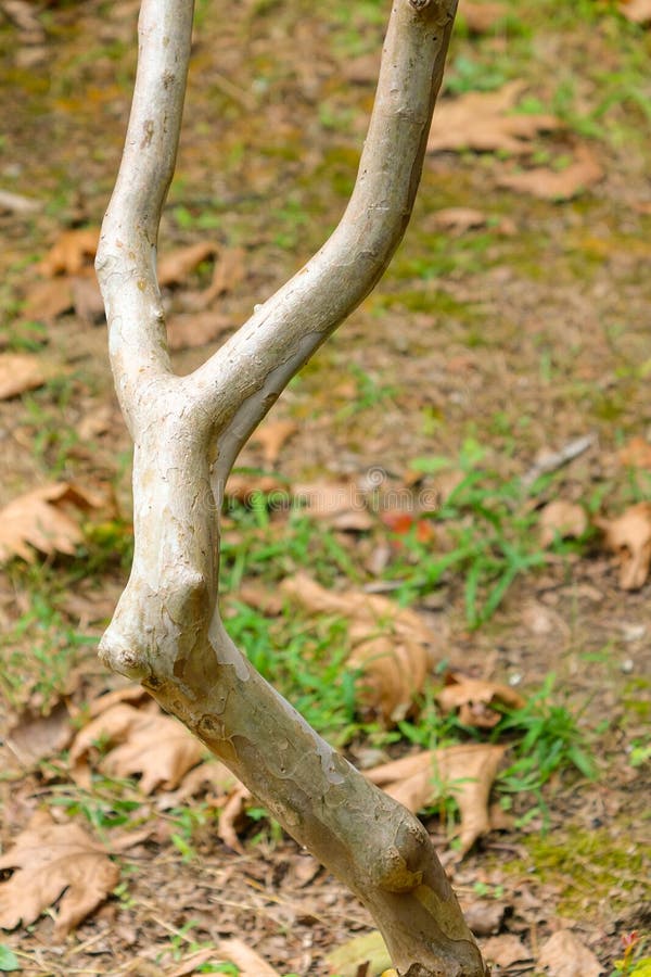 Dry Tree Trunk and Yellow Leaves Stock Photo - Image of environment ...