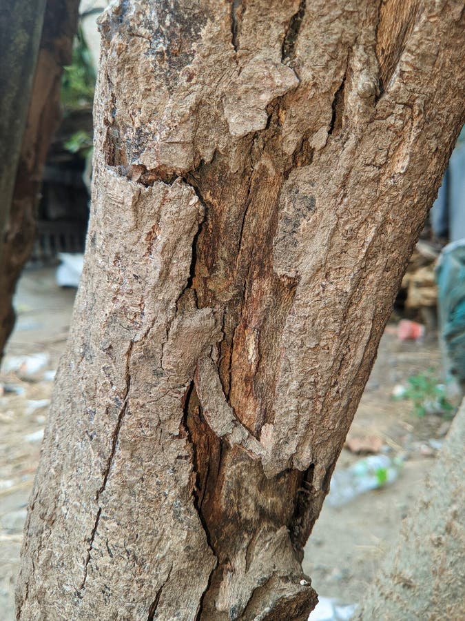 Dry Tree Trunks are Brown, the Bark is Peeling Stock Photo - Image of ...