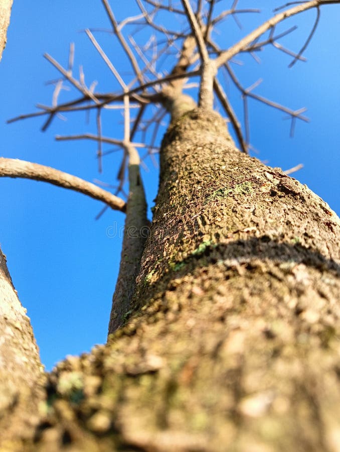 Dry Tree Trunks because of the Long Hot Summer Stock Photo - Image of ...