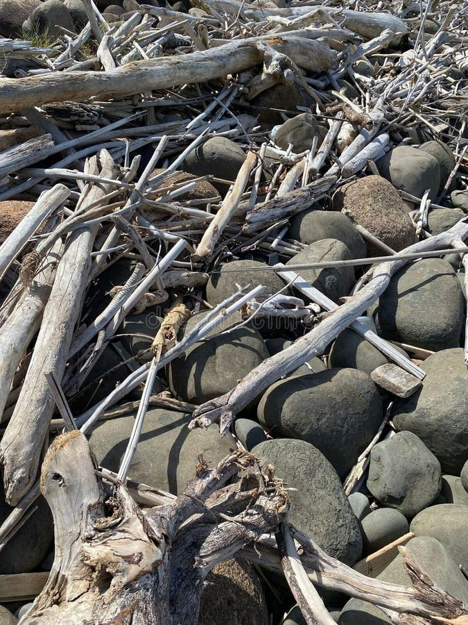 Dry Tree Trunks on Rocks on the Beach Stock Image - Image of nature ...