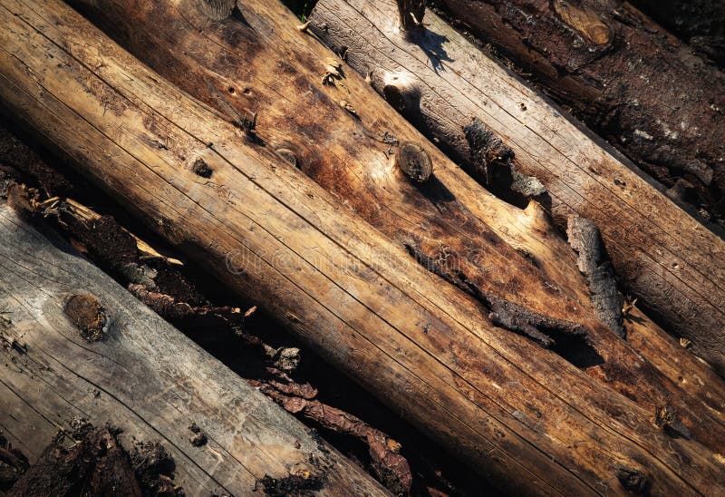 Dry Tree Trunks on Top of Each Other Stock Photo - Image of round, ring ...