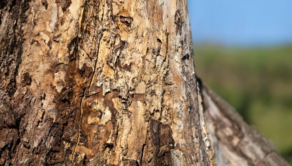 Dry Tree Tunk and Bark, Global Warming Background Stock Photo - Image ...