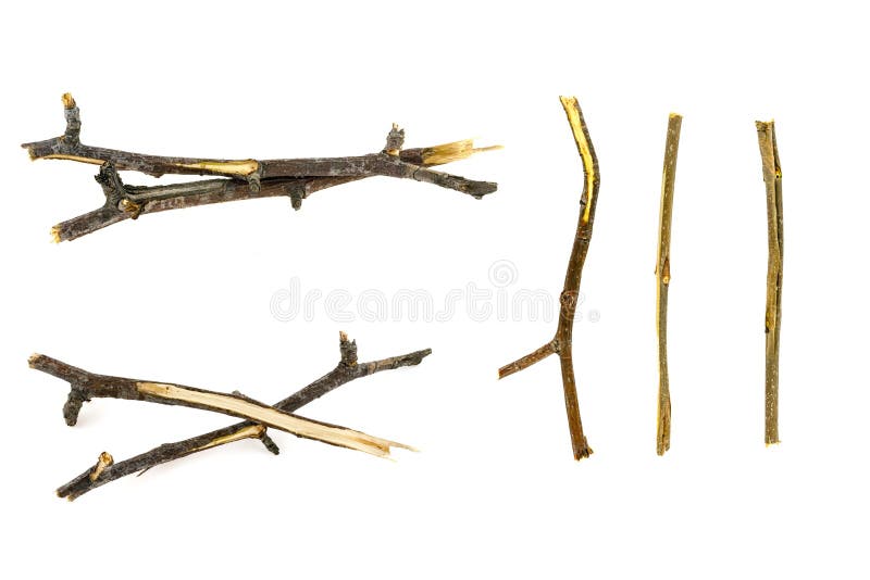 Dry Tree Twigs Branches Isolated on White Background. Close-up Stock ...