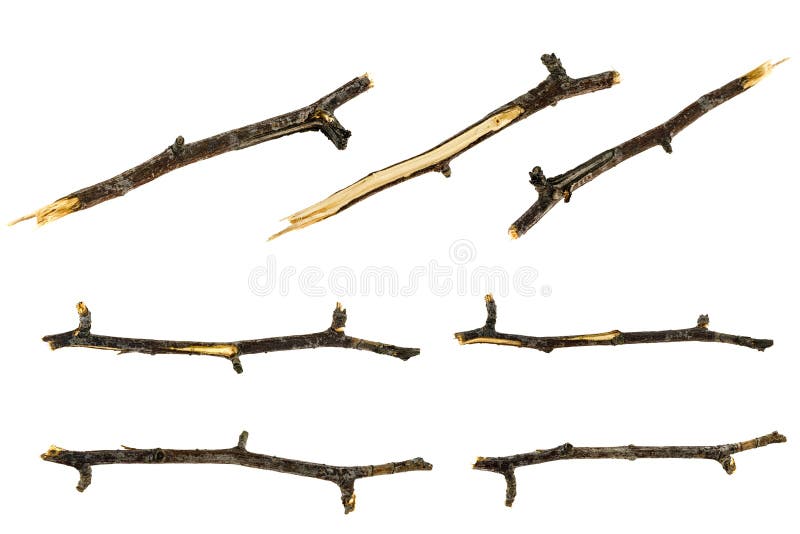Twigs and Branches stock photo. Image of isolated, thin - 2644448
