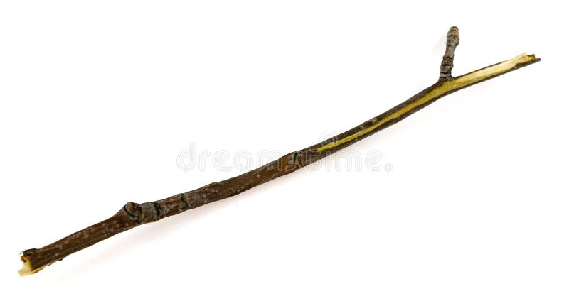 Dry Tree Twigs Branches Isolated on White Background. Close-up Stock ... Dry Tree Twigs Branches Isolated on White Background. Close-up Stock ...