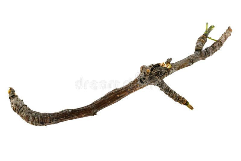 Dry Tree Twigs Branches Isolated on White Background. Close-up Stock ... Dry Tree Twigs Branches Isolated on White Background. Close-up Stock ...