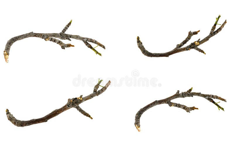 Dry Tree Twigs Branches Isolated on White Background. Close-up Stock ... Dry Tree Twigs Branches Isolated on White Background. Close-up Stock ...