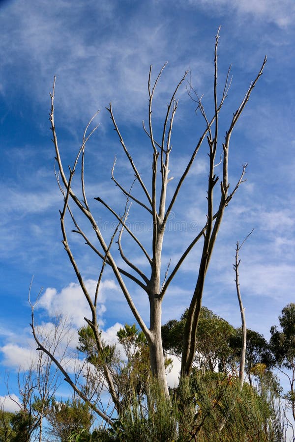 Dry tree stock image. Image of wild, winter, nature, forest - 85230629