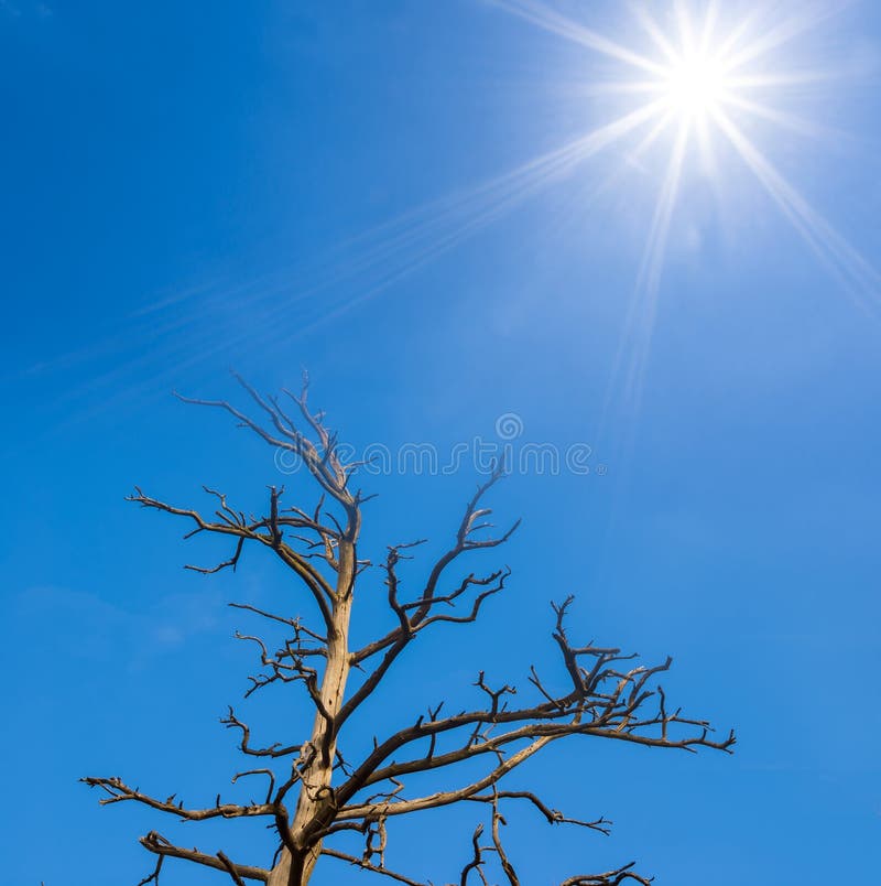 Tree under a sparkle sun stock photo. Image of landscape - 237146016