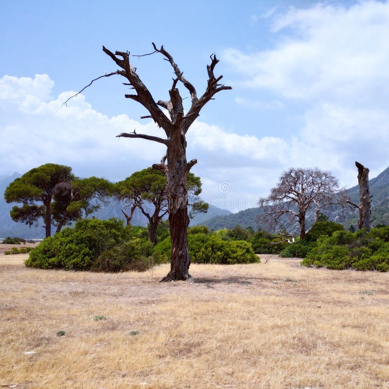 Dry Tree in the Valley between the Mountains. Stock Photo - Image of ...