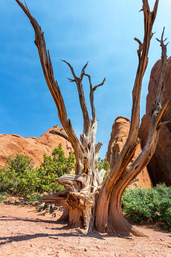 Dry tree in valley. stock photo. Image of scenic, horizon - 84946744