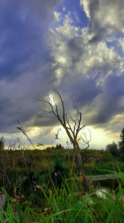 Dry tree. water, sun stock image. Image of field, water - 198638749