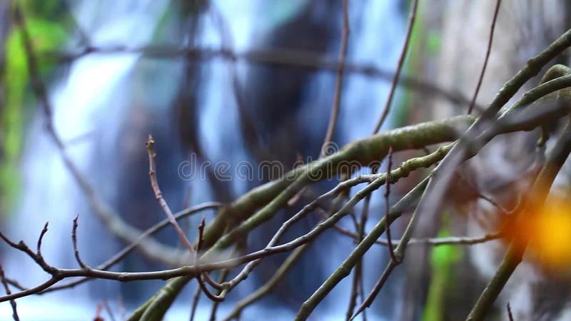 The Dry Tree and Waterfall stock video. Video of cave - 47913583