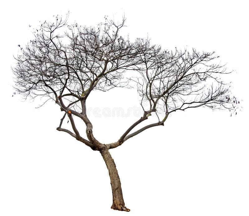Dry tree stock image. Image of grey, isolated, nature - 94359335