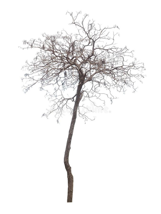 Dry Tree on a White Background Stock Image - Image of ecology, field ...