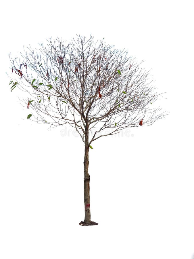 Dry Tree On A White Background Stock Image - Image of ecology, field ...