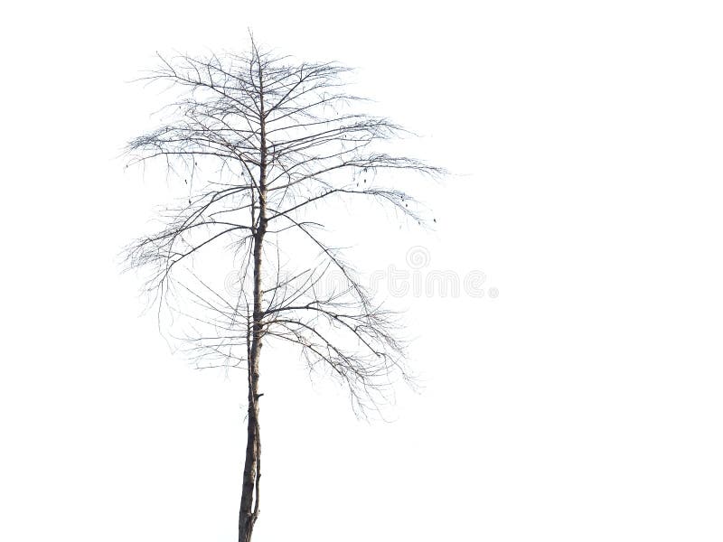 Dry Tree on a White Background Stock Image - Image of ecology, field ...