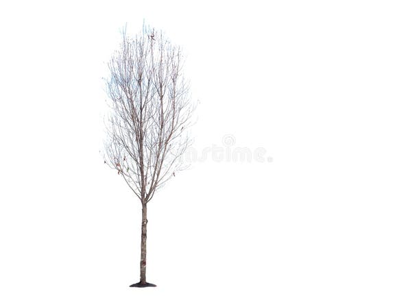 Dry Tree on a White Background Stock Image - Image of grow, branch ...