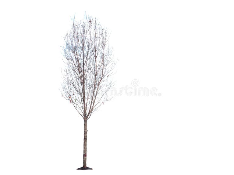Dry Tree on a White Background Stock Image - Image of grow, branch ...