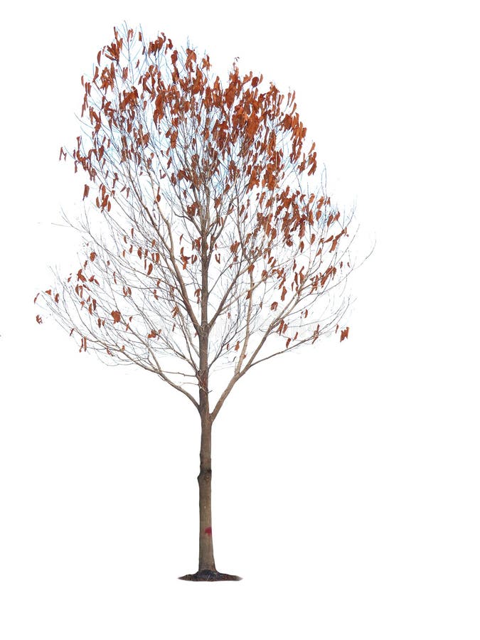 Dry Tree on a White Background Stock Photo - Image of isolate, abstract ...