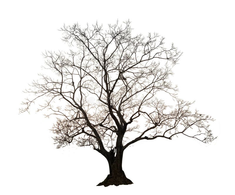 Dry Tree on White Background, Tropical Trees Isolated Used for Design ...