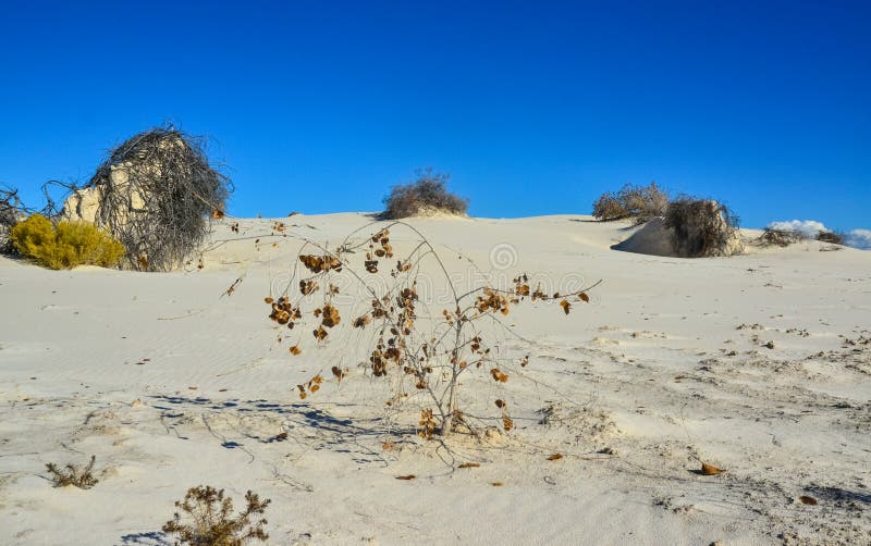 Dry Tree in White Sands. White Sands National Monument, New Mexico, USA ...