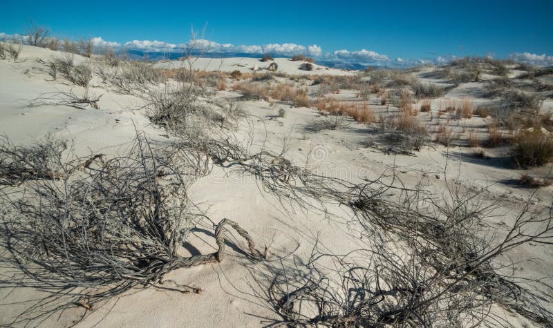 Dry Tree in White Sands. White Sands National Monument, New Mexico, USA ...