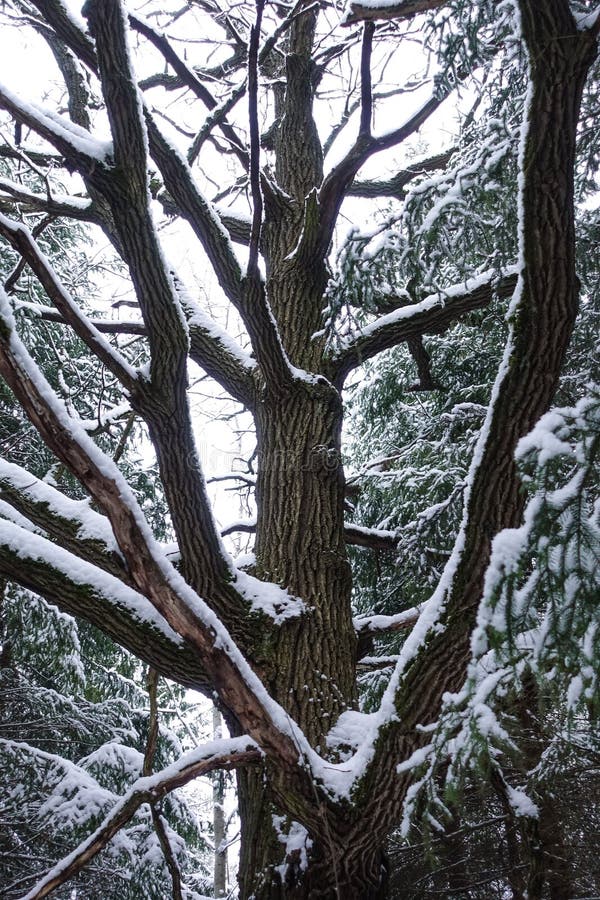 Dry Tree in Winter in Impassable Forest. the Branches are Covered with ...