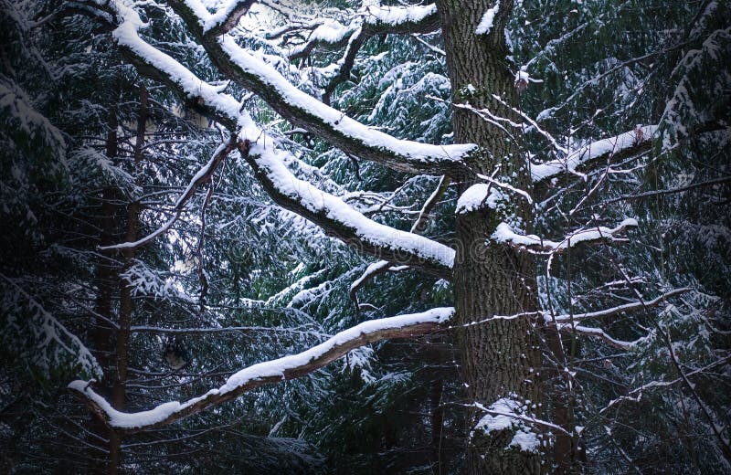 Dry Tree in Winter in Impassable Forest. the Branches are Covered with ...