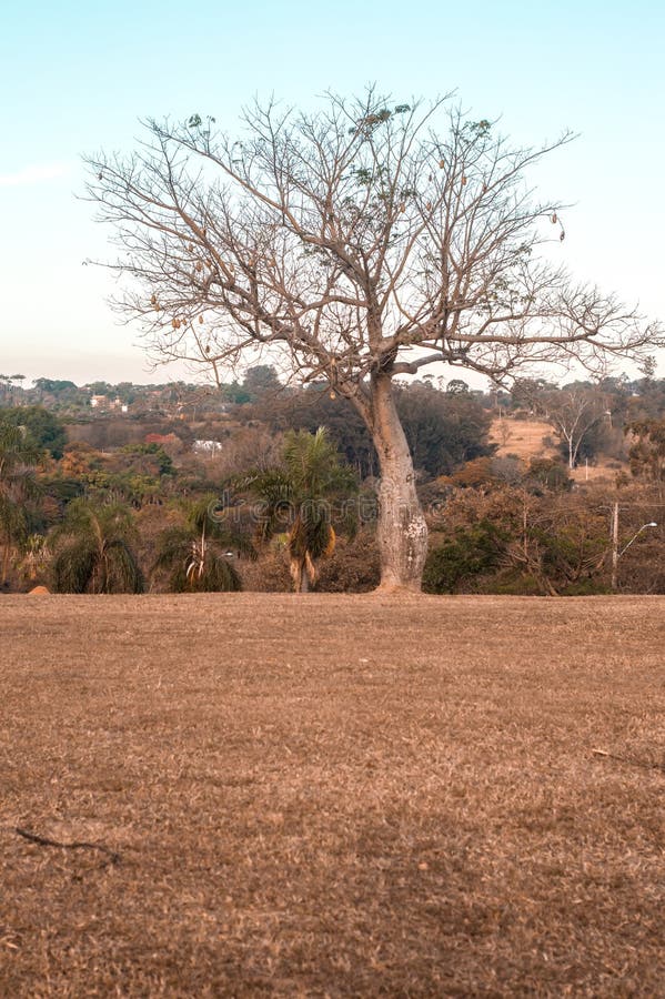 Dry Tree with Dry Winter Vegetation, Blue Sky and Copy Space Stock ...